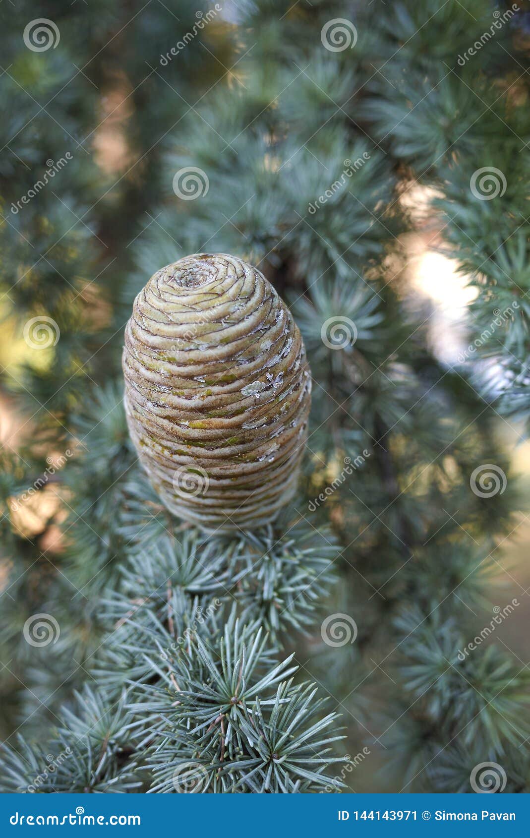 1,035 Cedrus Cone Stock Photos - Free & Royalty-Free Stock Photos from ...