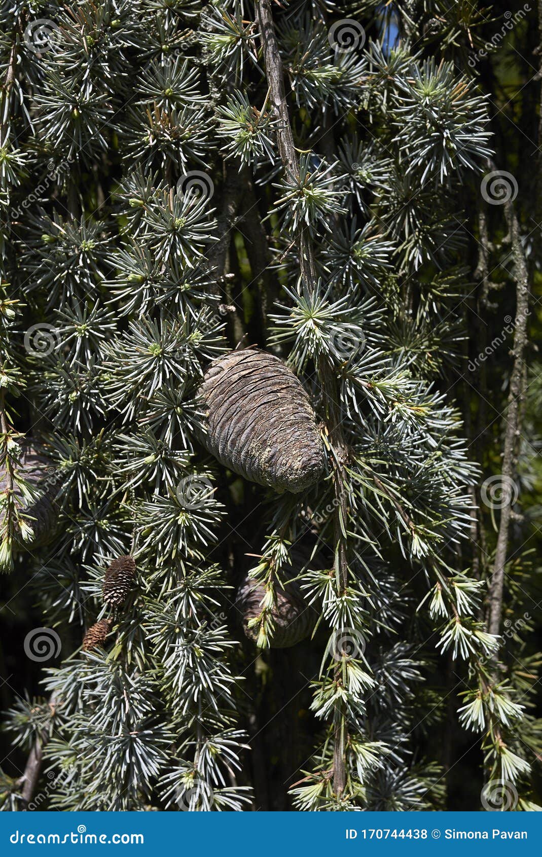 Cedrus Atlantica Glauca Close Up Stock Photo - Image of columnar, cones ...