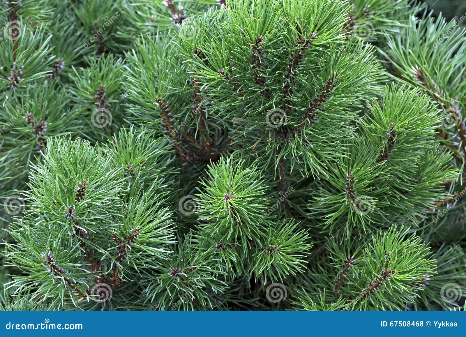 Cedrus Common Name Cedar is Genus of Coniferous Trees Stock Photo ...