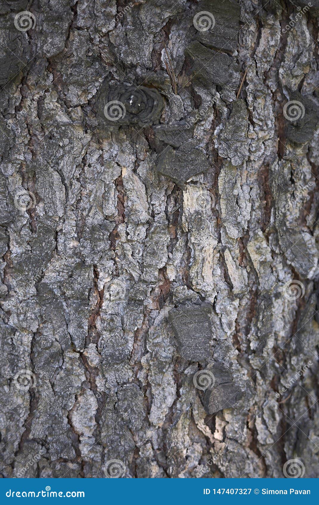 Cedrus Deodara Bark Close Up Stock Image - Image of outdoor, background ...