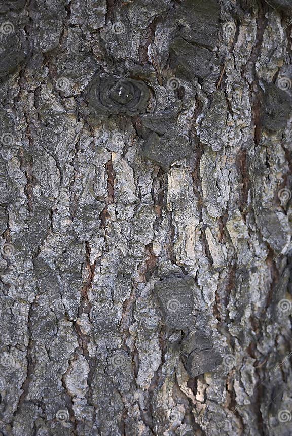 Cedrus Deodara Bark Close Up Stock Image - Image of outdoor, background ...