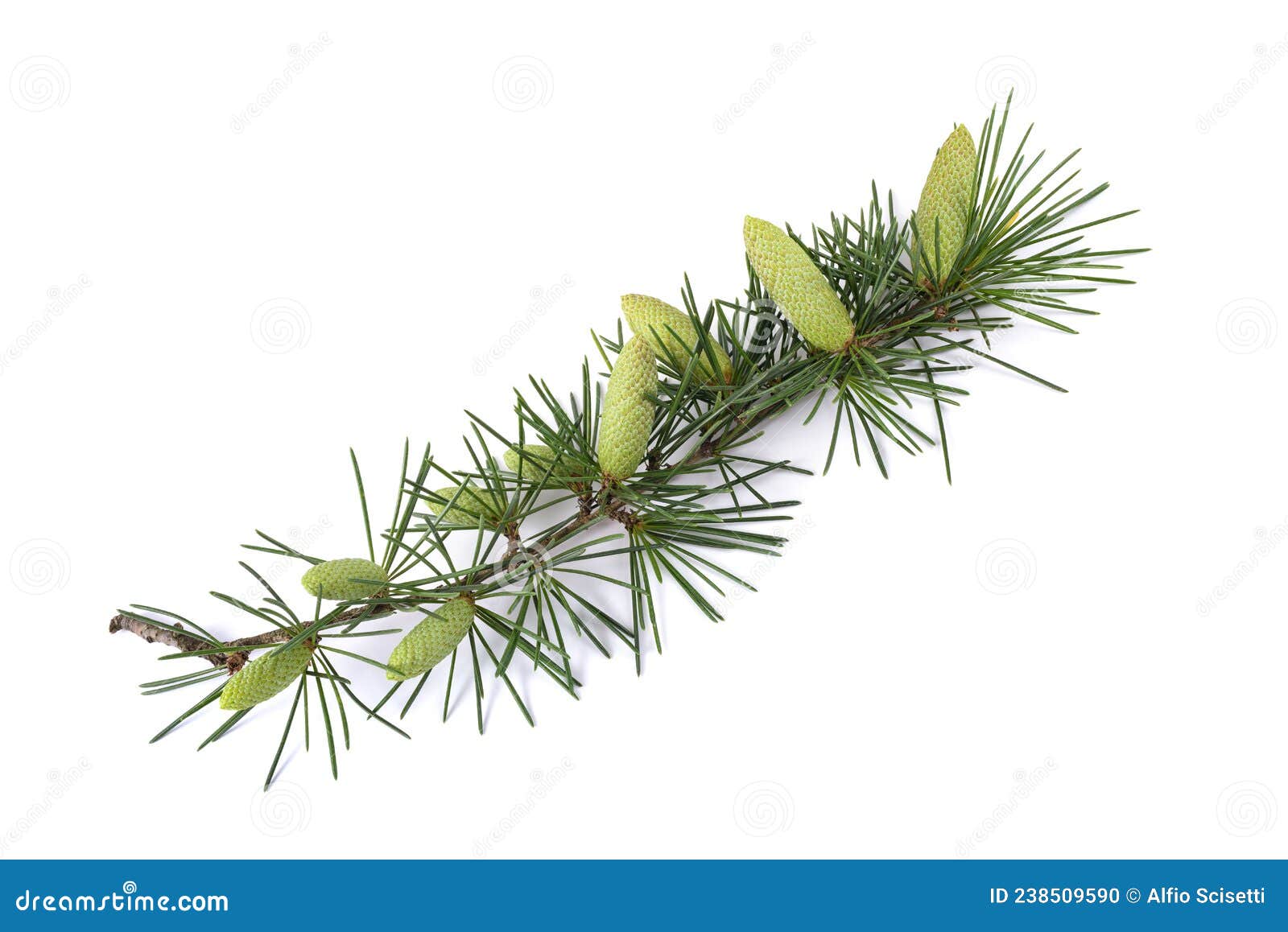 Cedrus Deodara Branch with Cones Stock Photo - Image of cedar, conifer ...