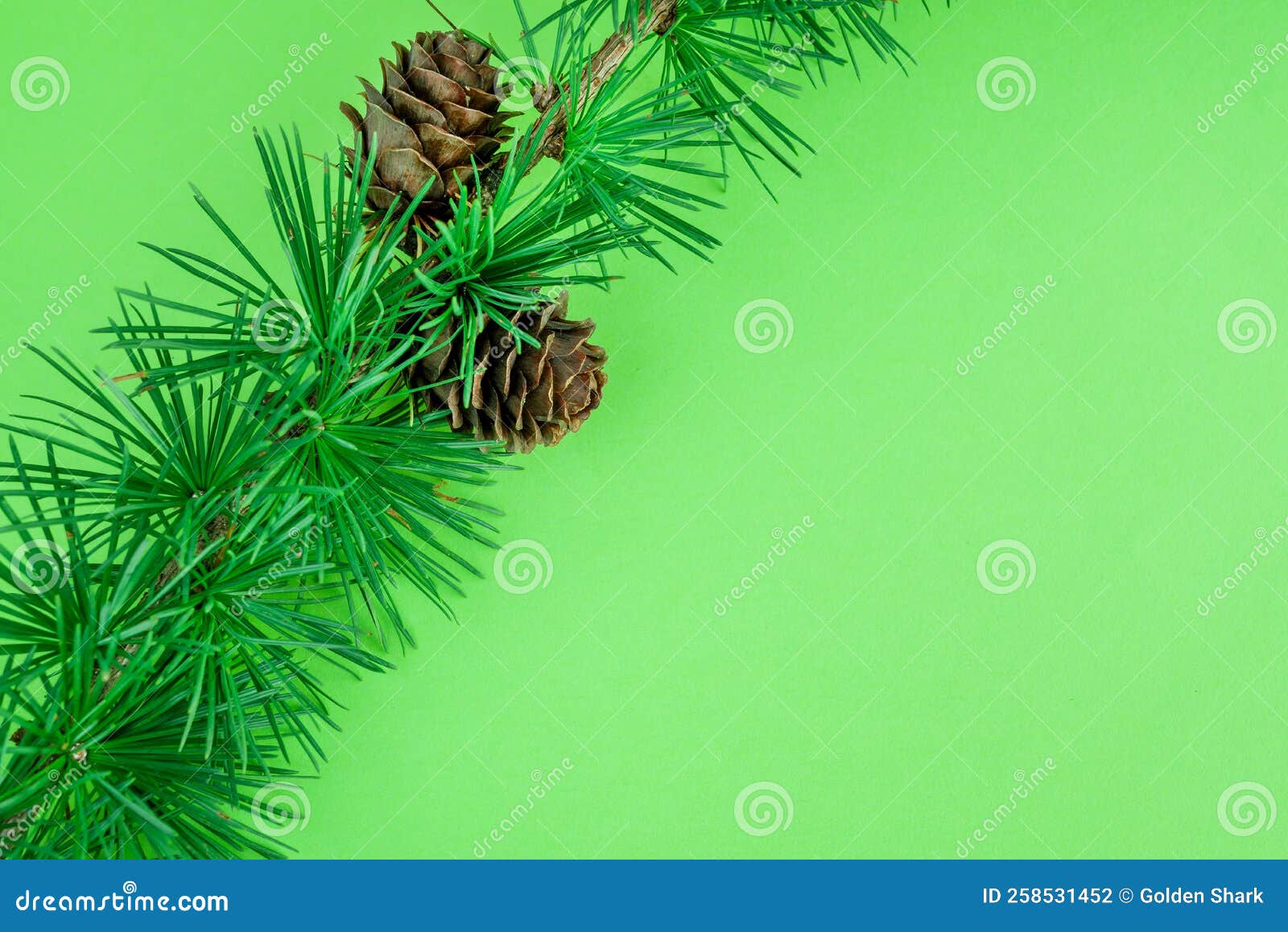 Cedrus Deodara Branch Isolated on Background Stock Photo - Image of ...