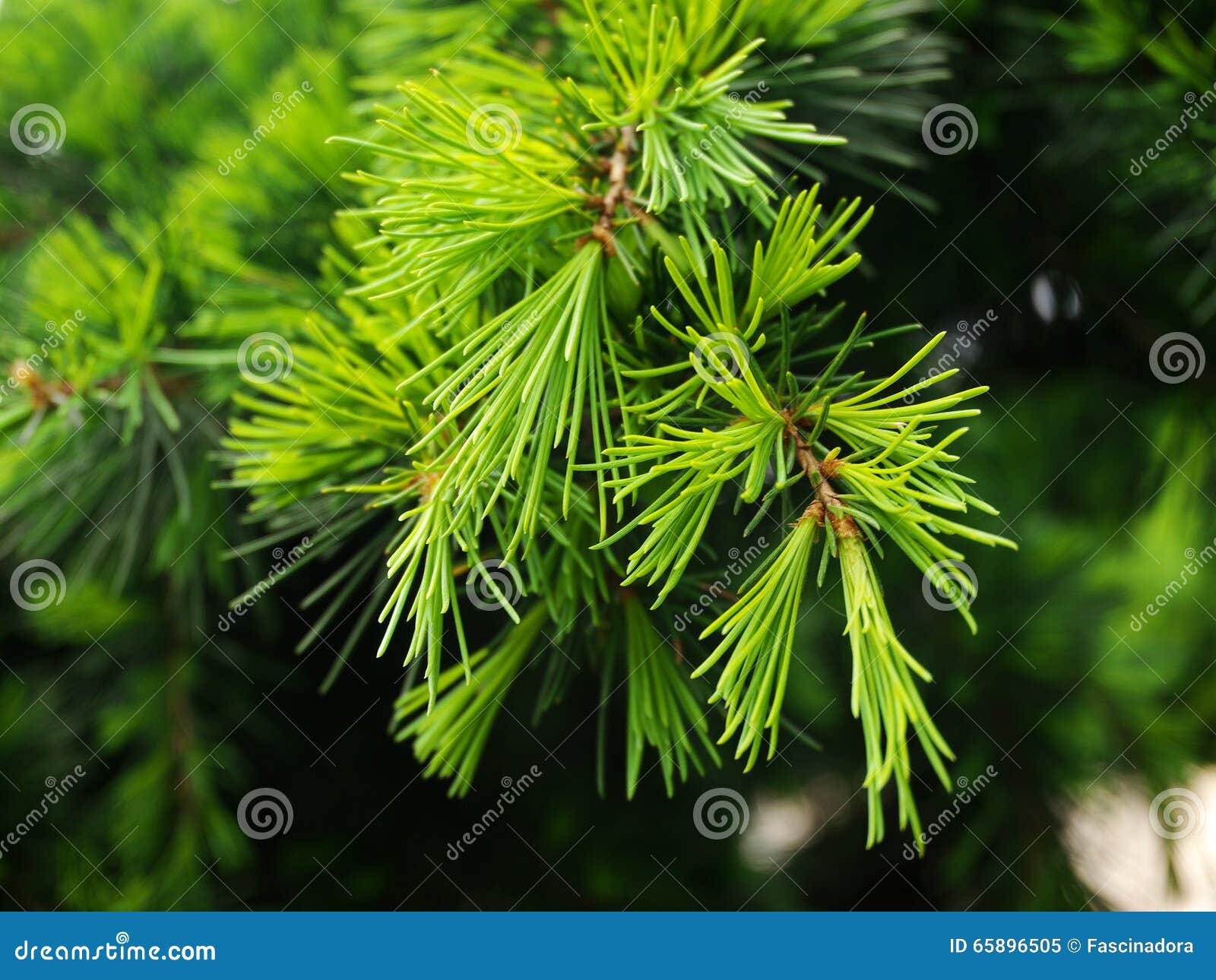 Cedrus Deodara stock image. Image of agriculture, ornament - 65896505