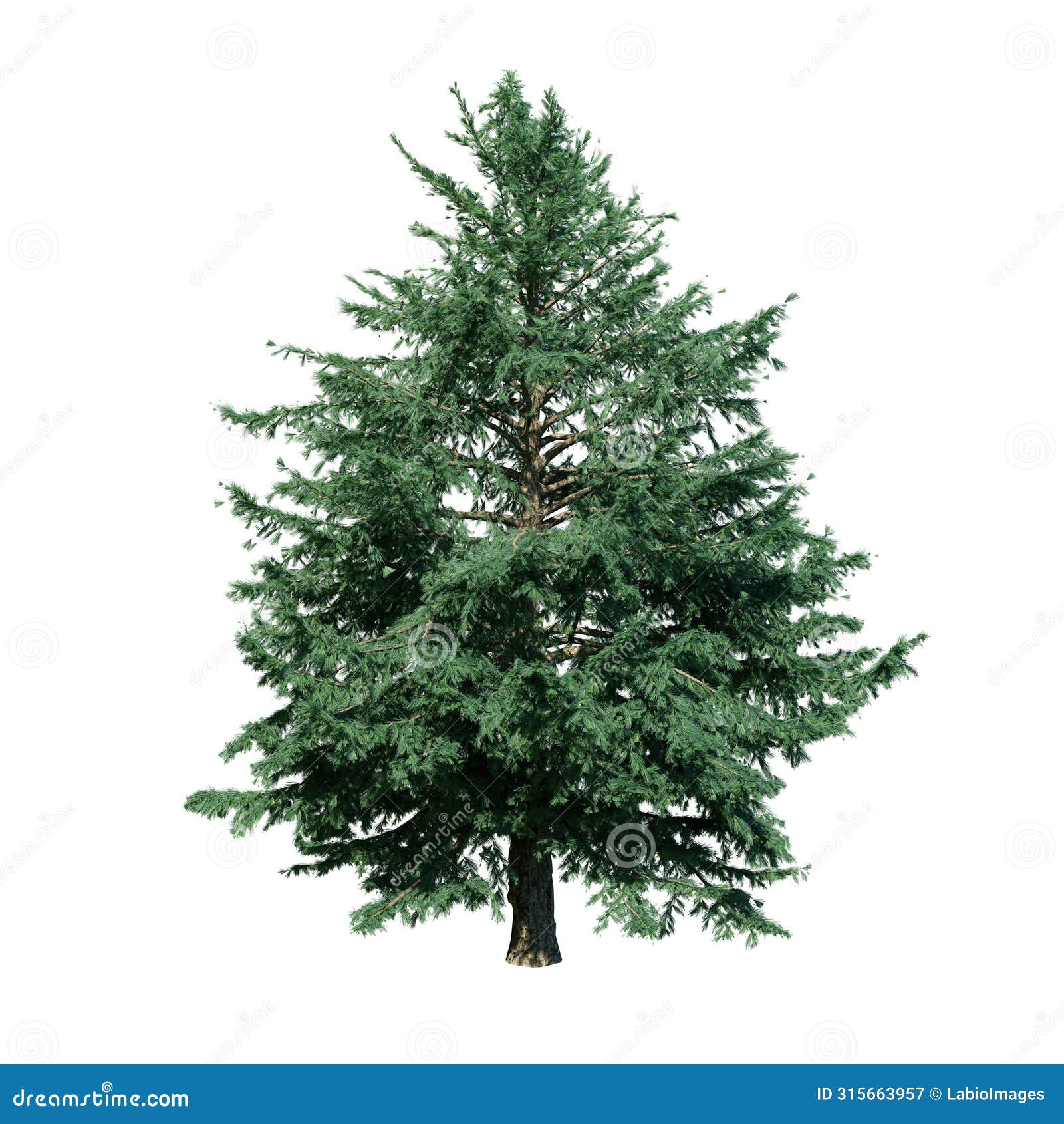 Cedrus Deodara, the Deodar Cedar, Himalayan Cedar, or Deodar Stock ...