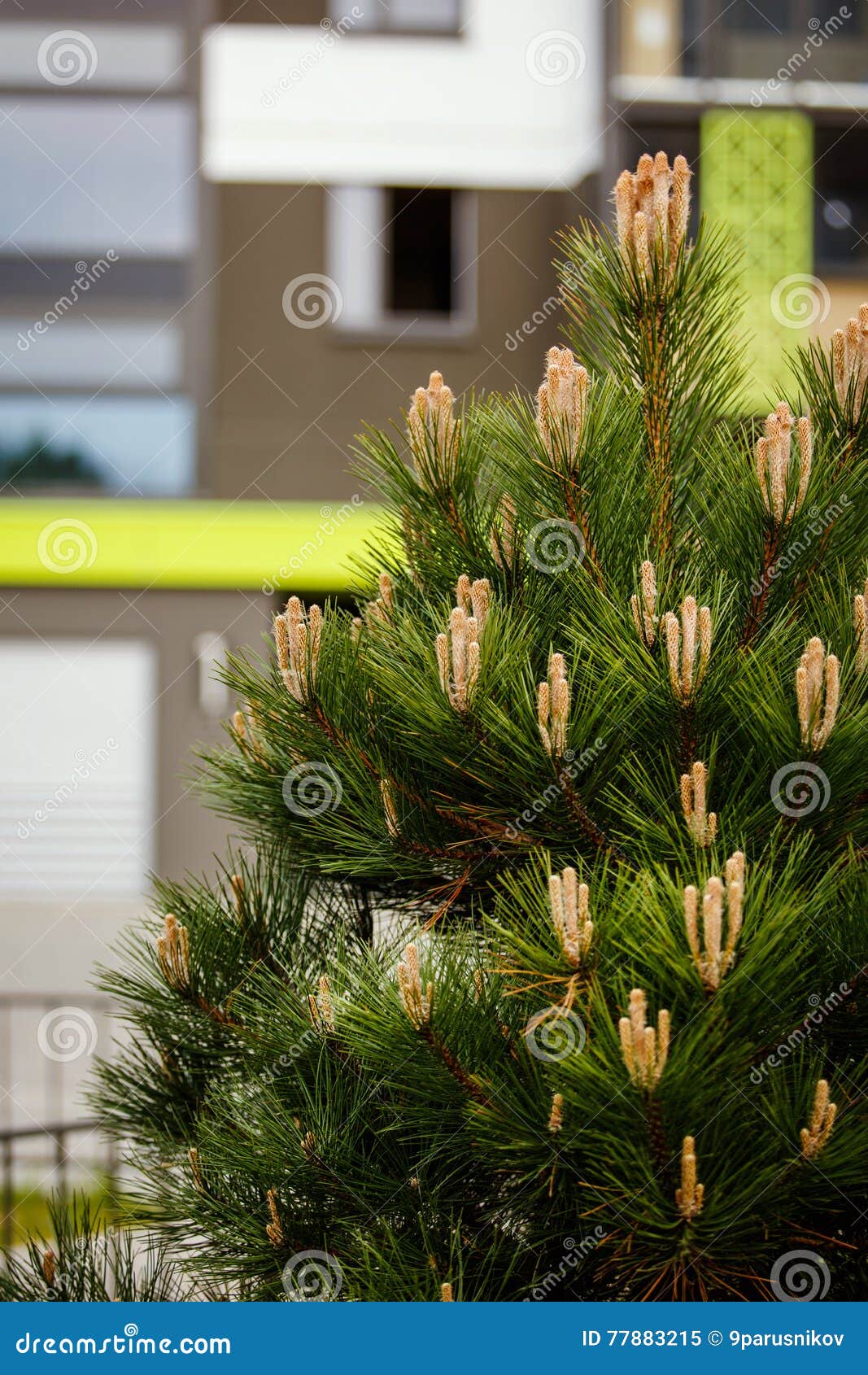 Cedrus Deodara Deodar Cedar, Himalayan Stock Image - Image of forest ...