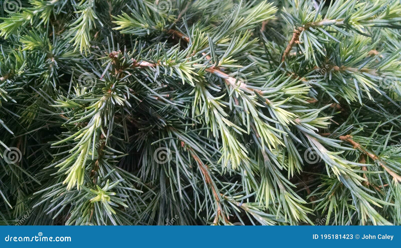 Cedrus Deodara `Feelin` Blue` Stock Image - Image of cedrus, branches ...