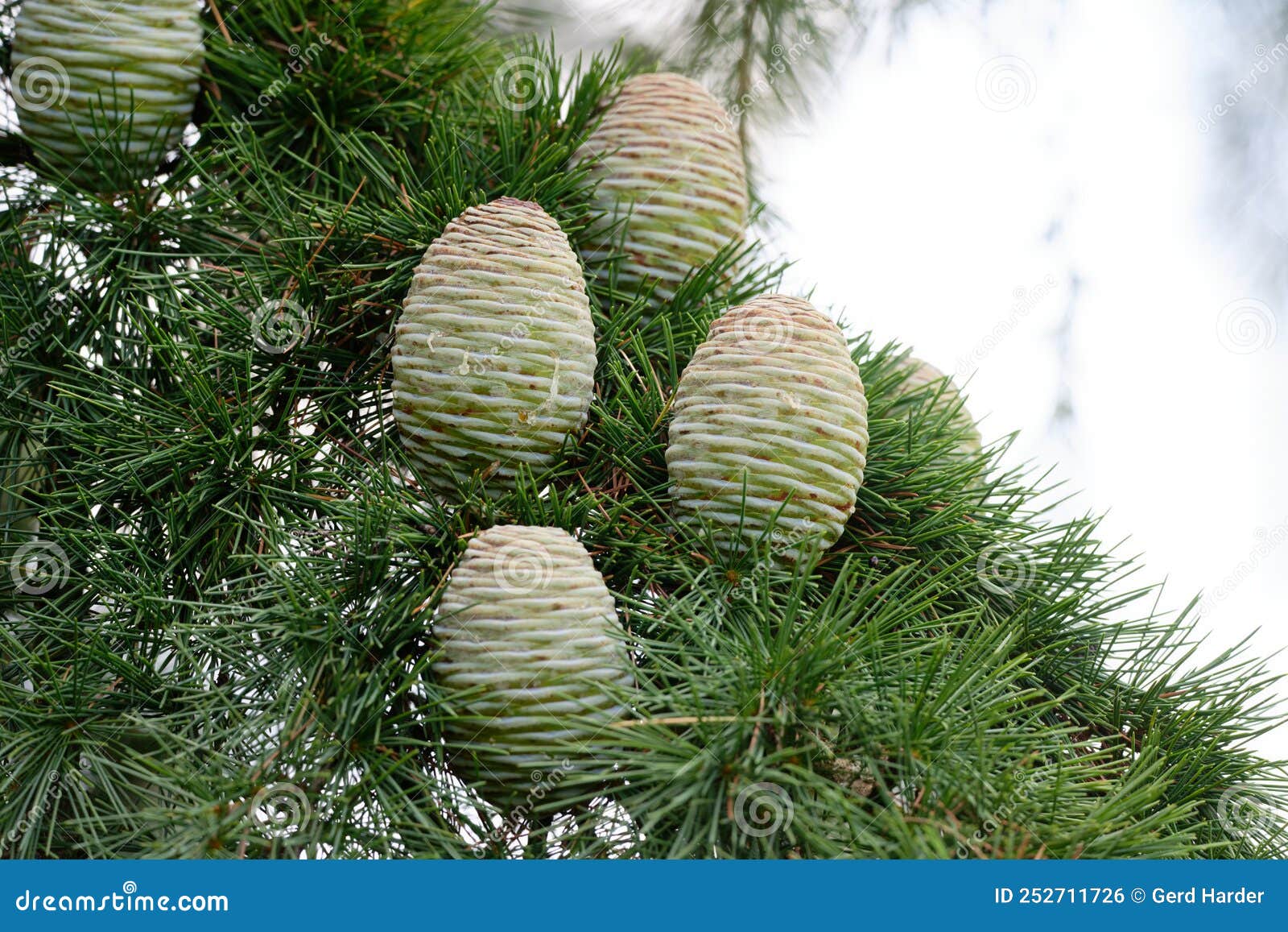 Light Tree Cones of Himalayan Cedar Stock Photo - Image of cones ...