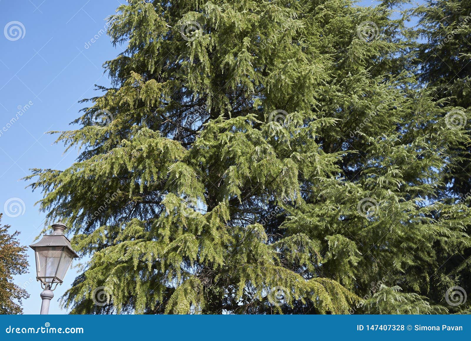 Cedrus deodara tree stock photo. Image of park, conifer - 147407328