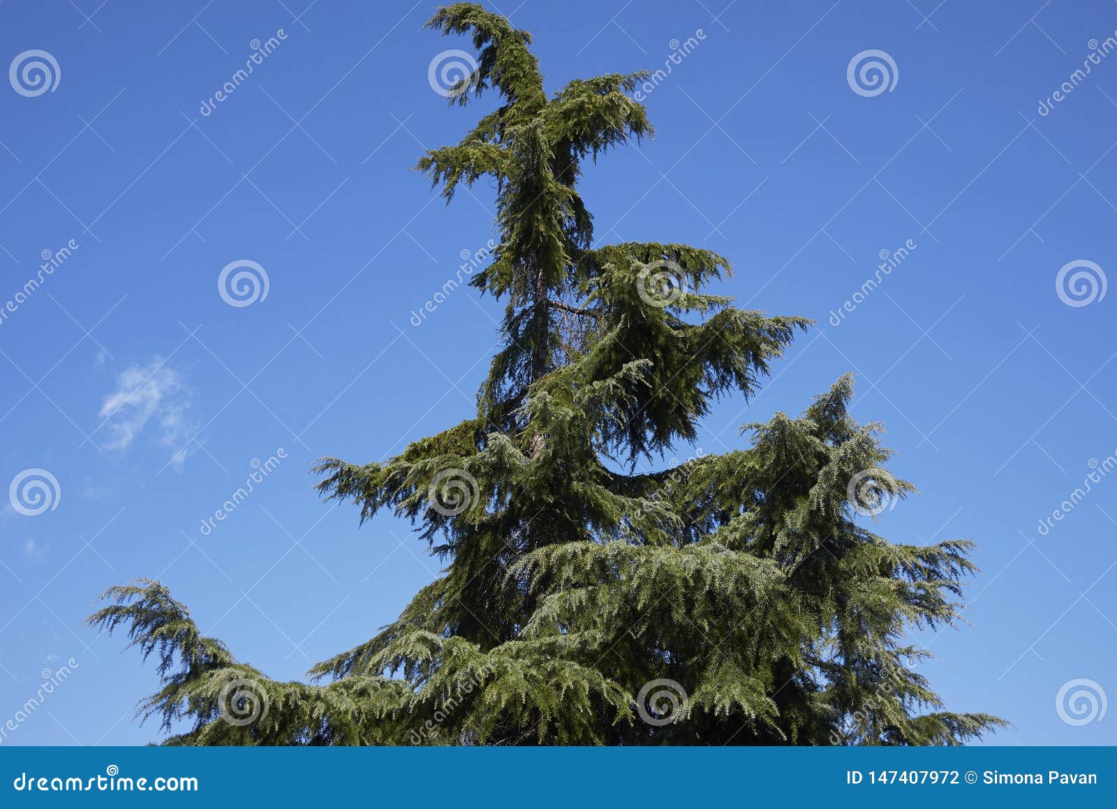 Cedrus deodara tree stock photo. Image of deodara, evergreen - 147407972