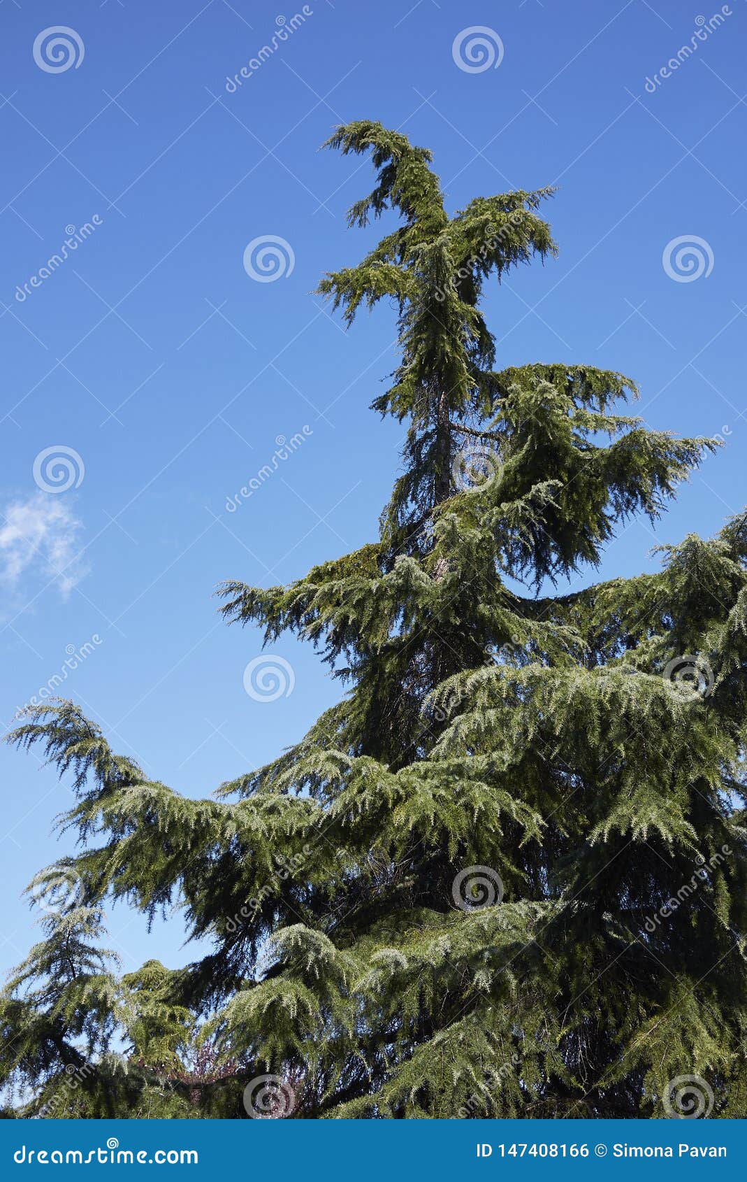 Cedrus deodara tree stock photo. Image of environment - 147408166