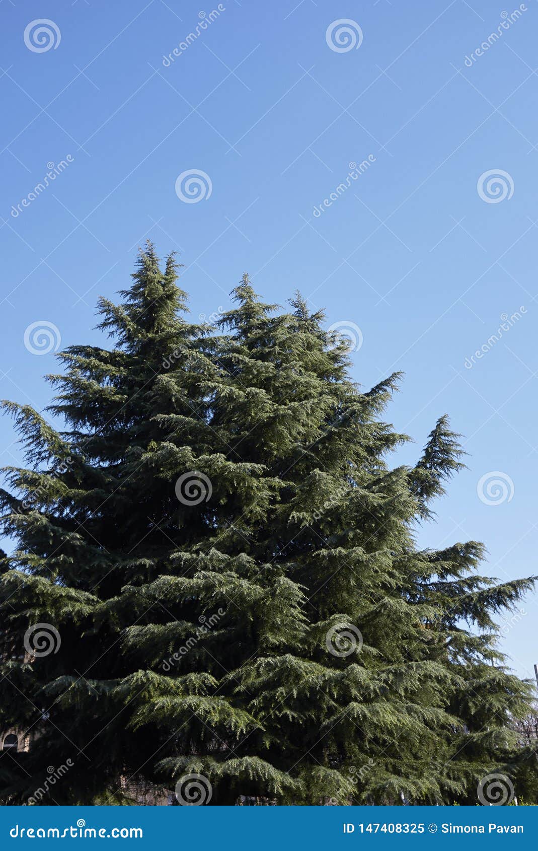 Cedrus deodara tree stock image. Image of coniferous - 147408325