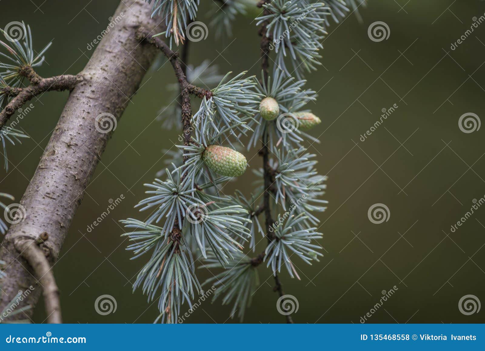Cedrus Deodara Tree Mostly Known As Cedar with Seed Cones Stock Photo ...