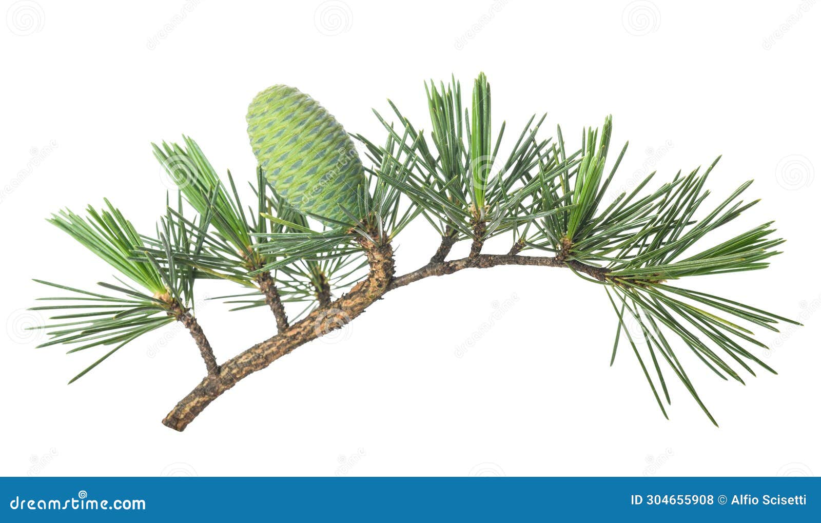 Cedrus Deodara, The Deodar Cedar, Himalayan Cedar, Or Deodar, Is A ...