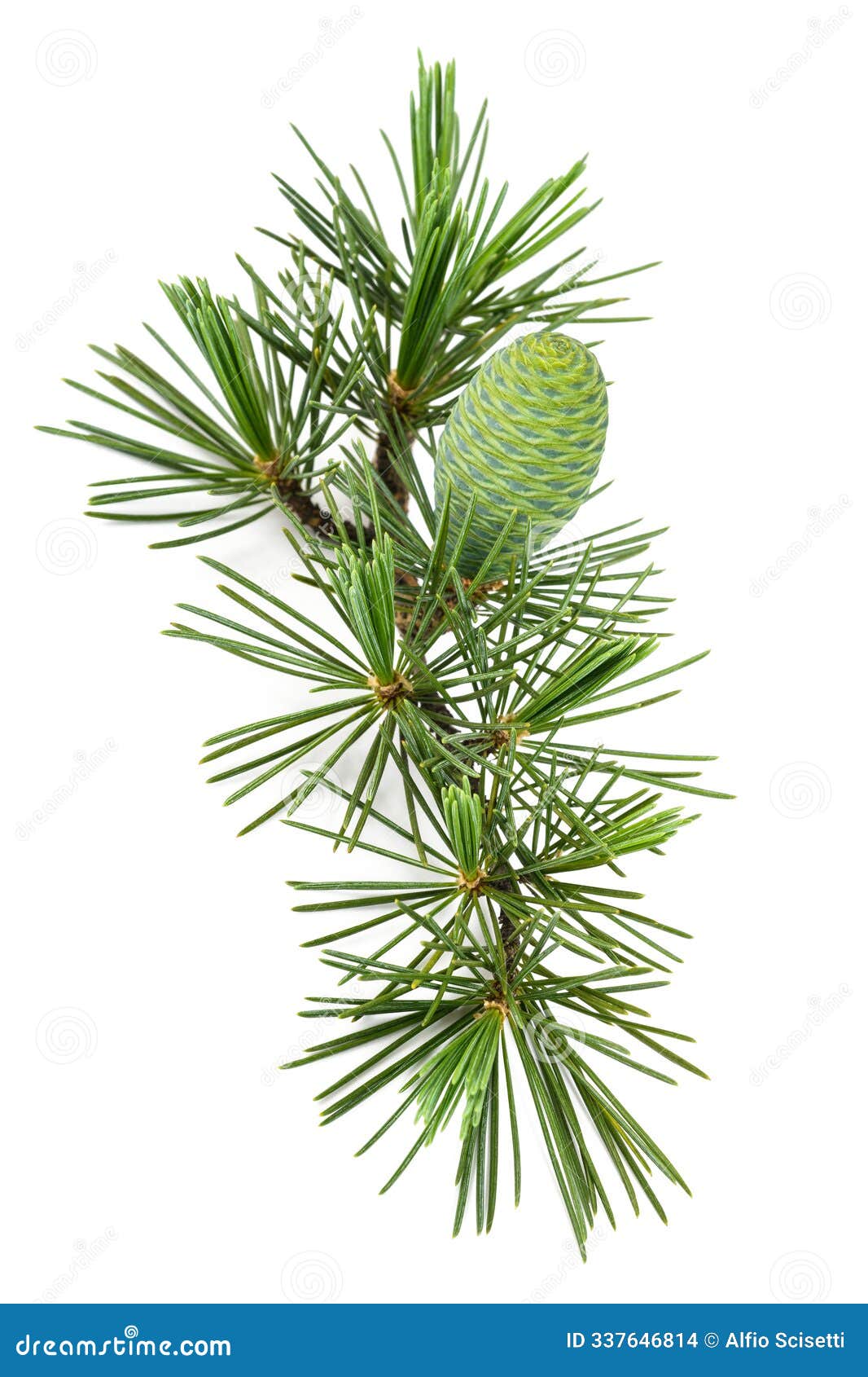 Cedrus Deodara, The Deodar Cedar, Himalayan Cedar, Or Deodar, Is A ...