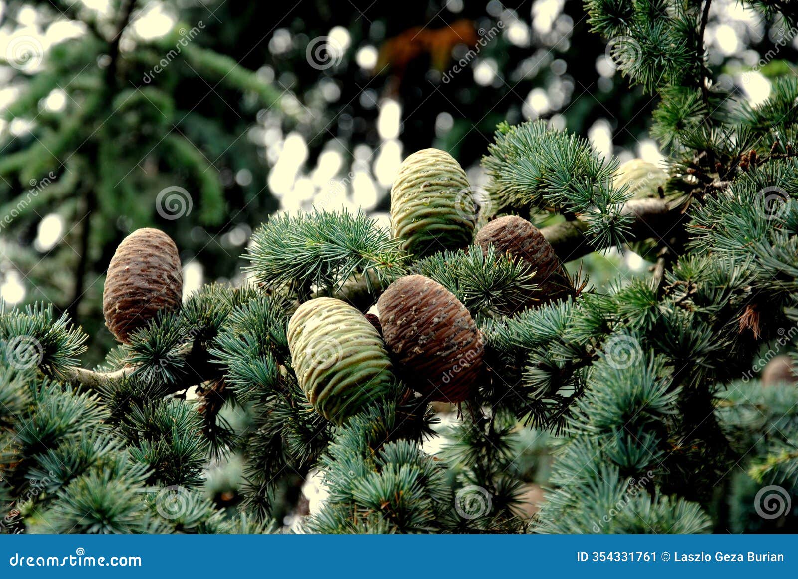 Cedrus Deodara with Young Cones. Stock Image - Image of deodora, green ...