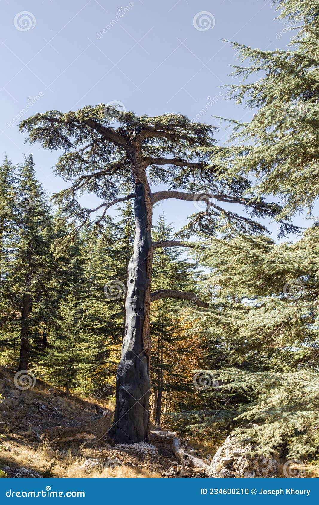 Cedrus Libani Trees in Cedars of God Forest, Arz, Bsharri, Lebanon ...