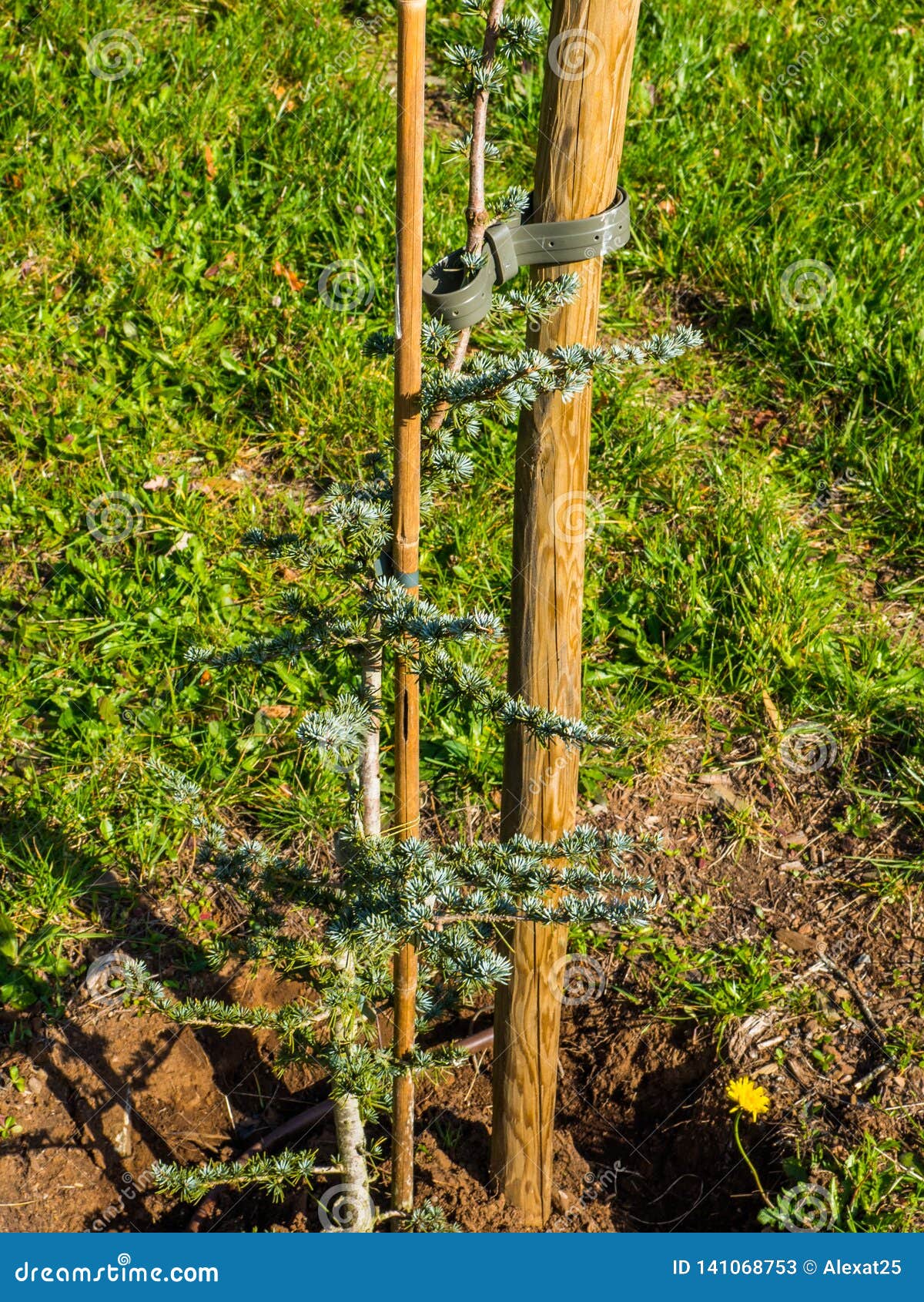 Cedrus in Forest in Process of Reforesting Stock Image - Image of ...