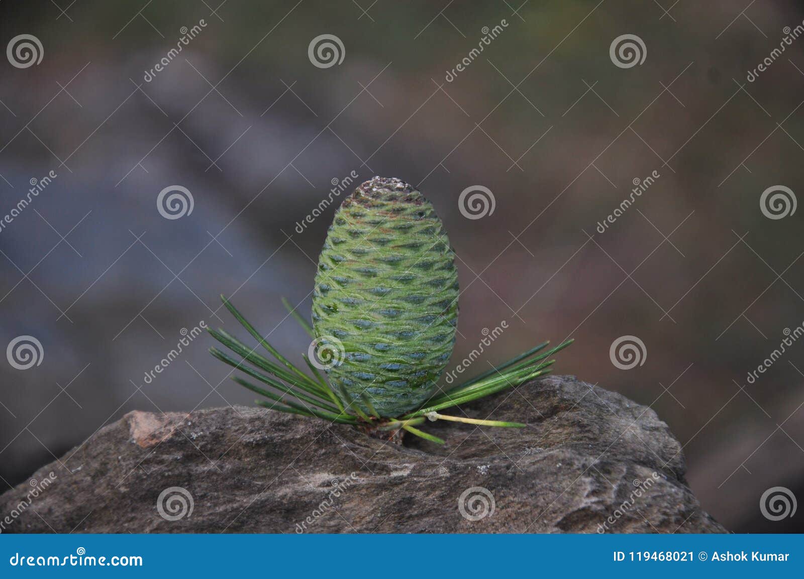 Beautiful Cedrus Deodara (Deodar Cedar) Tree In A Park Stock ...