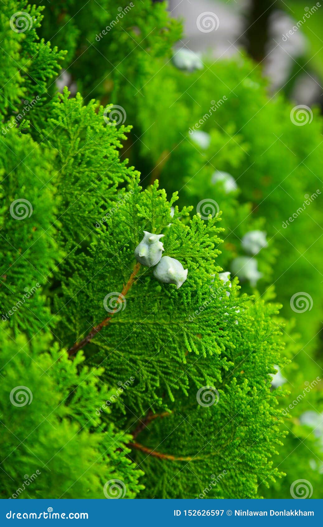 Cedrus Seed. Royalty-Free Stock Photography | CartoonDealer.com #119468021