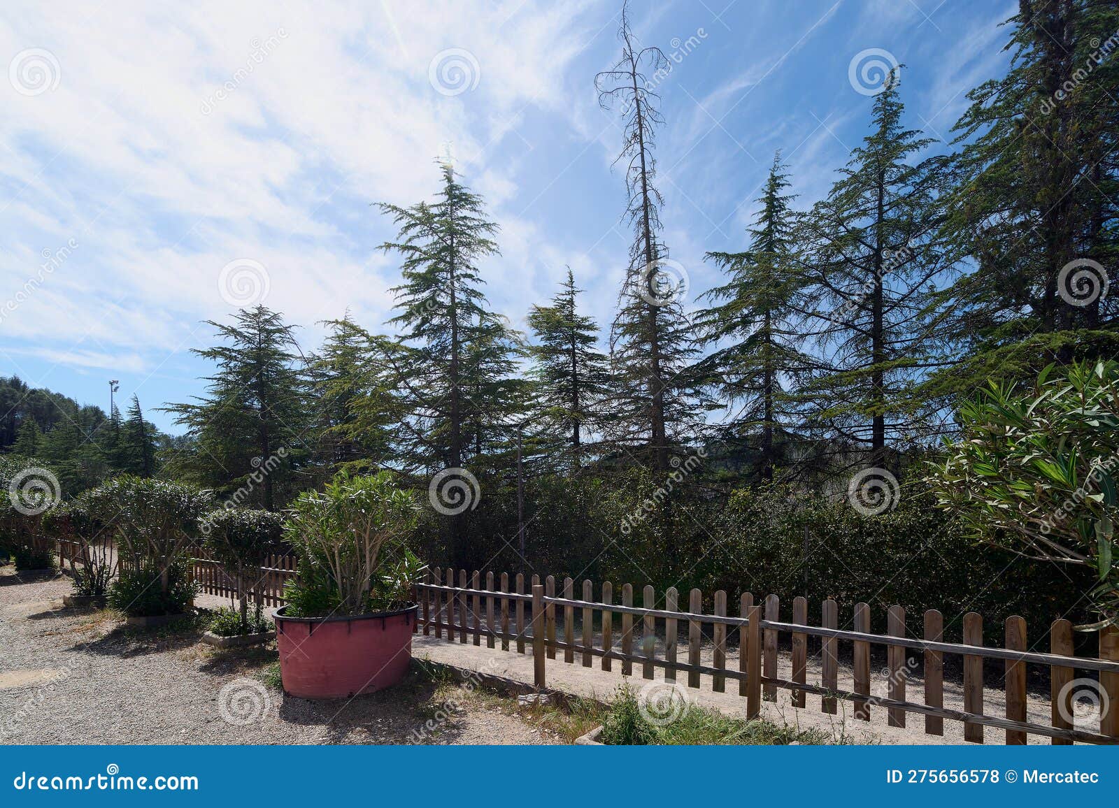 Cedrus Tree with Few Leaves Under a Radiant Blue Sky Stock Photo ...