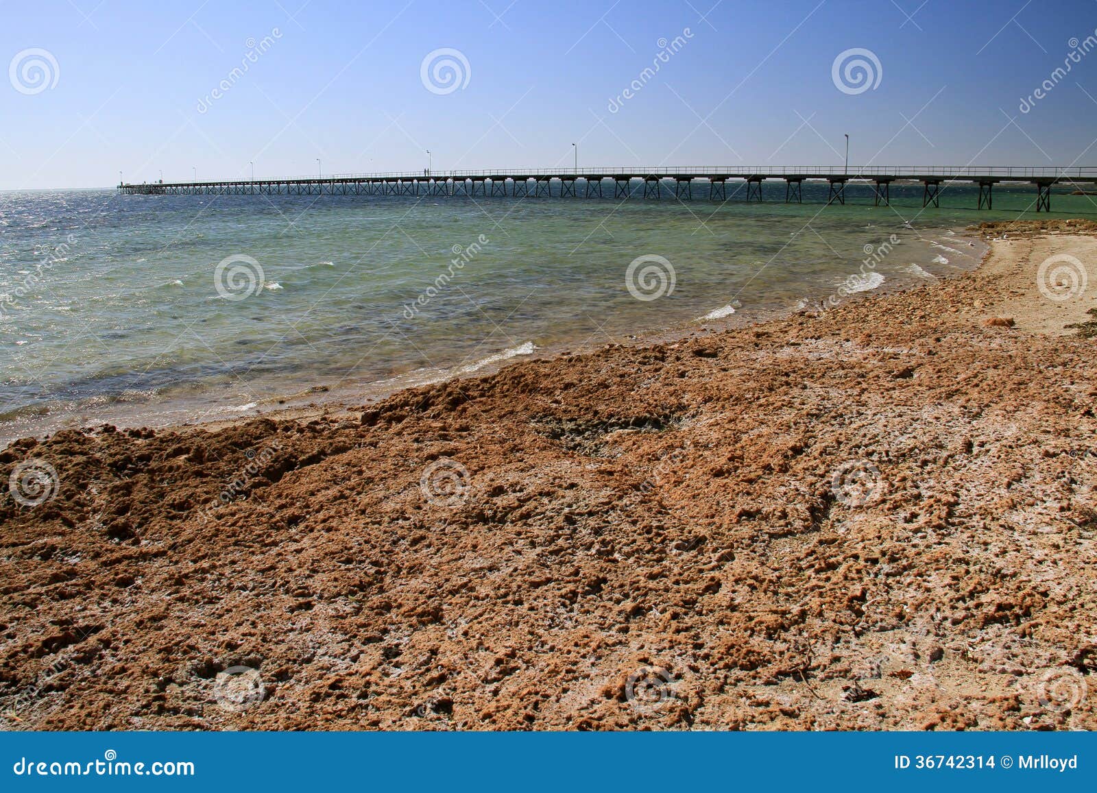Ceduna jetty stock photo. Image of water, shore, coast - 36742314