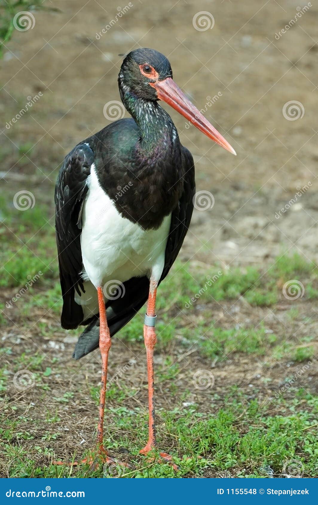 Cegonha preta foto de stock. Imagem de andar, wildlife - 1155548