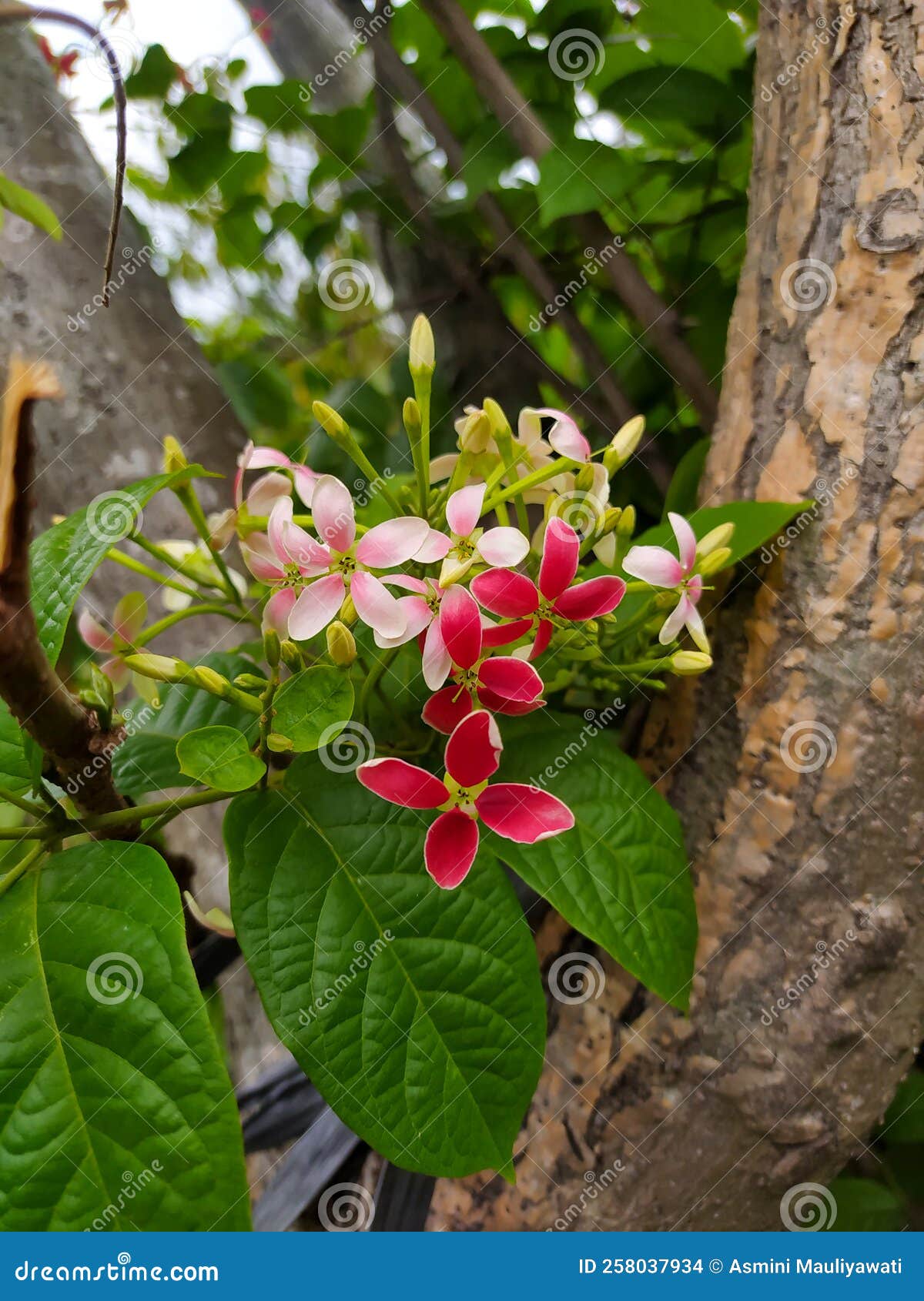 Ceguk or Melati Belanda or Combretum Indicum Stock Photo - Image of ...
