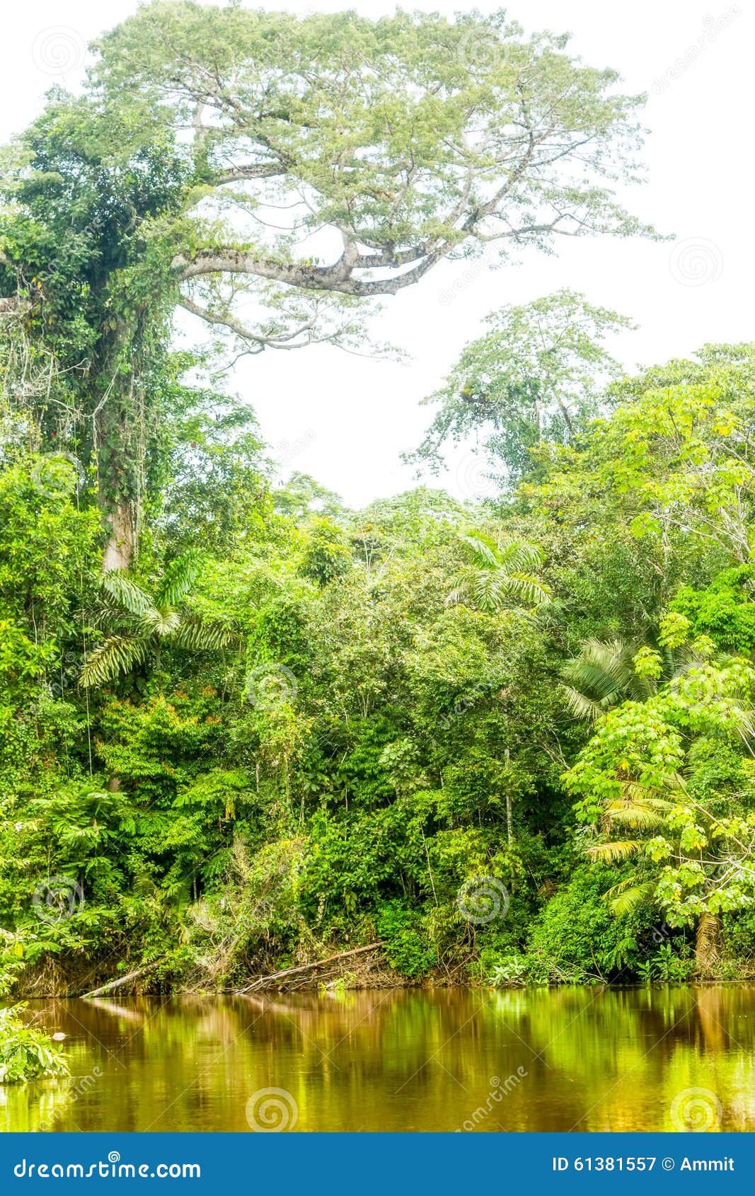 Ceiba Amazonica or Kapok Tree Stock Image - Image of luxuriant ...