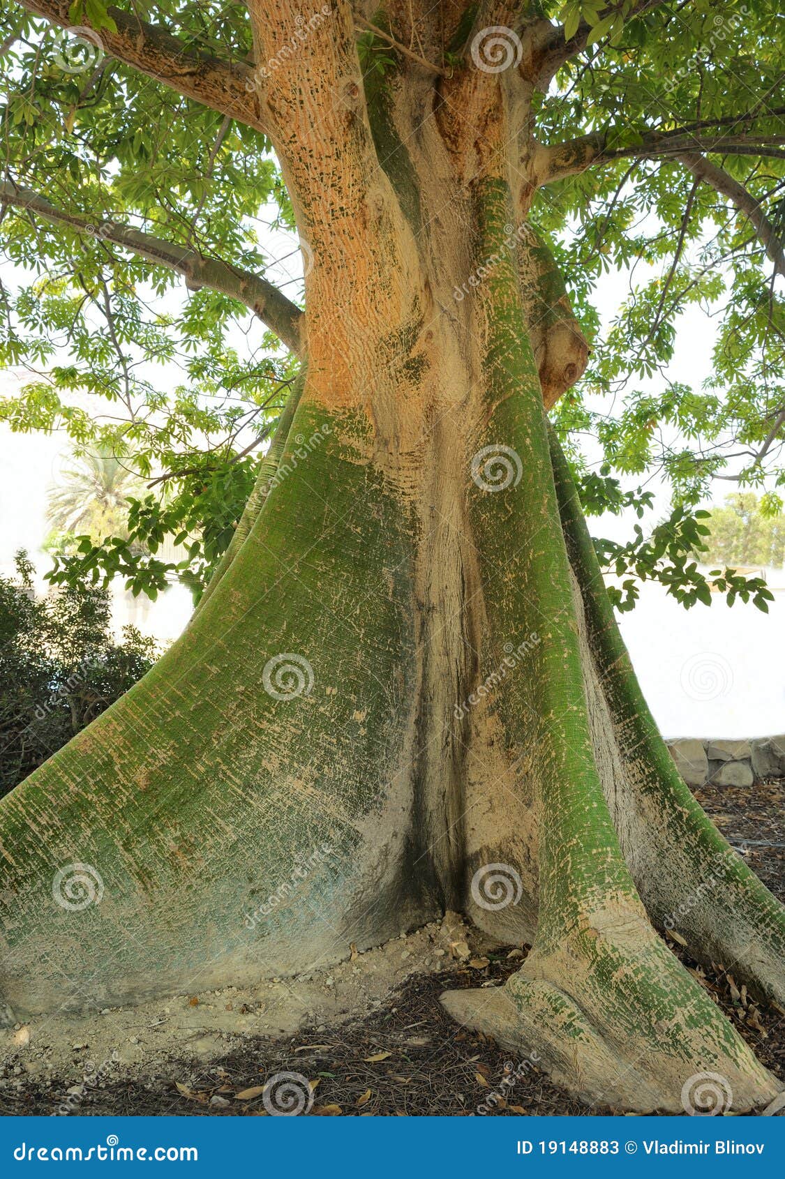 Ceiba pentandra stockbild. Bild von grün, vertikal, jung - 19148883