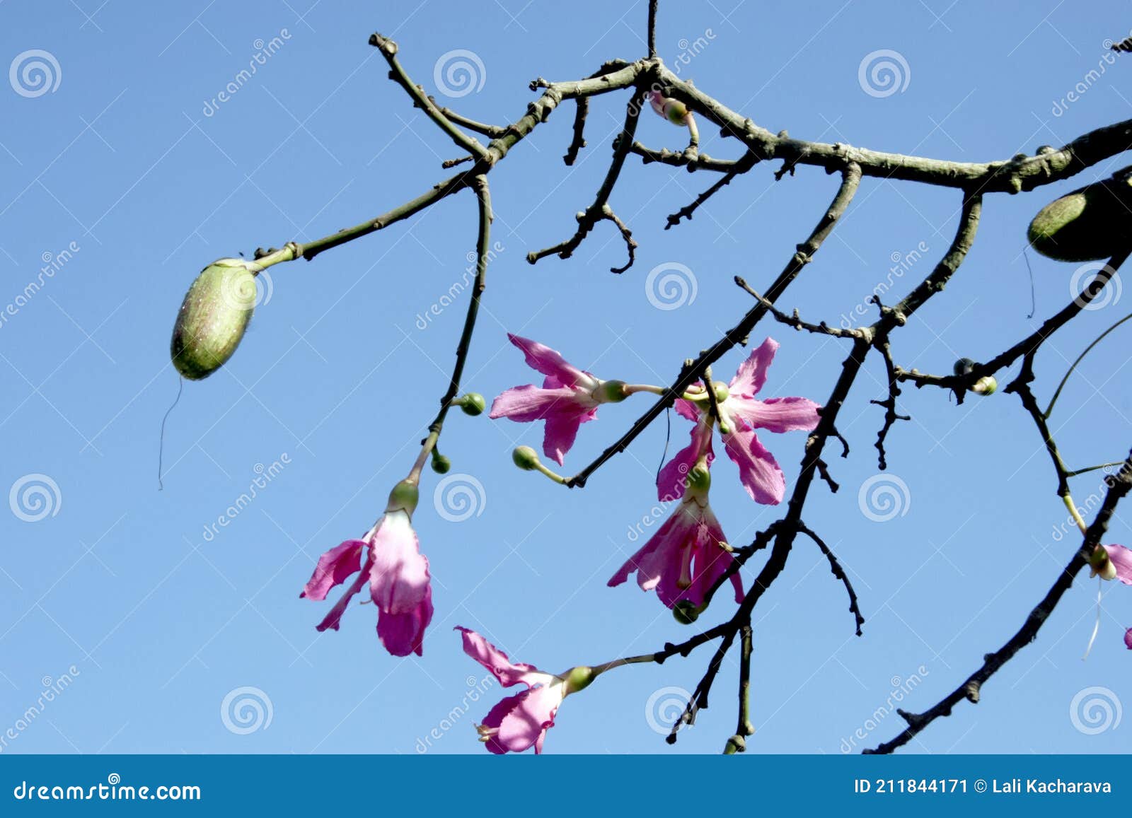 Ceiba pentandra stock image. Image of garden, kapok - 211844171