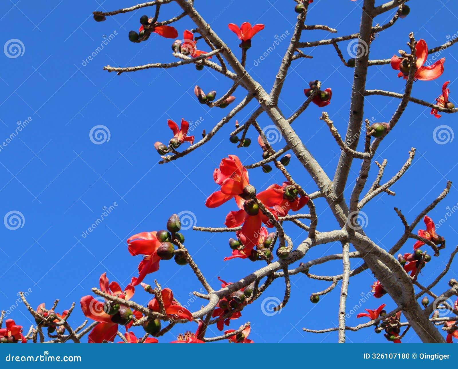 Ceiba Pentandra Red Flowers Blossom. Stock Photo - Image of blossom ...