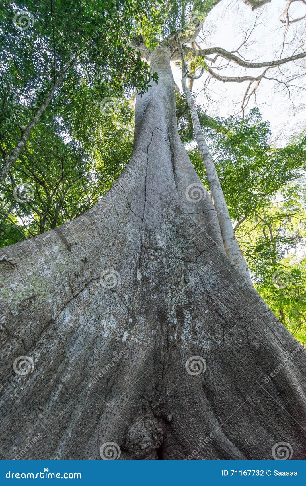 Ceiba Pentandra Tree in the Amazon Rainforest Stock Photo - Image of ...