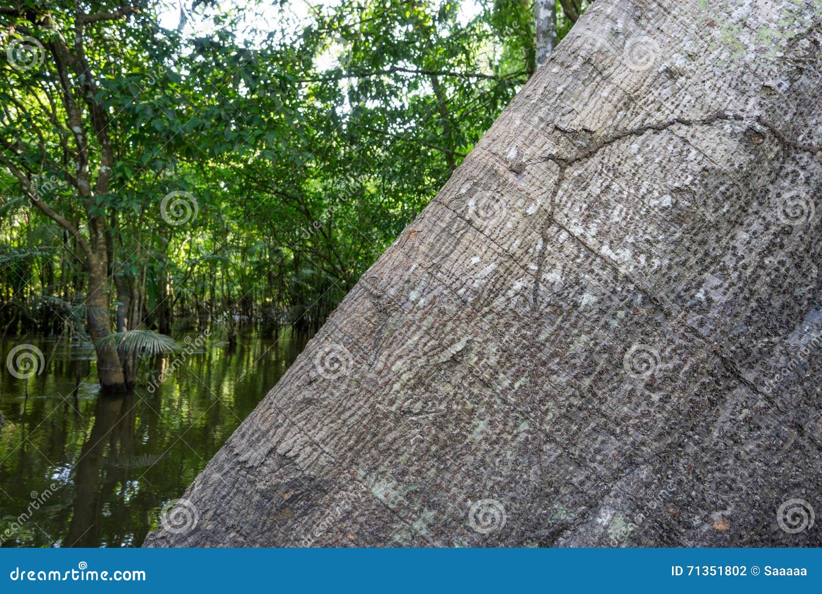Ceiba Pentandra Tree Trunk in the Amazon Rainforest Stock Photo - Image ...