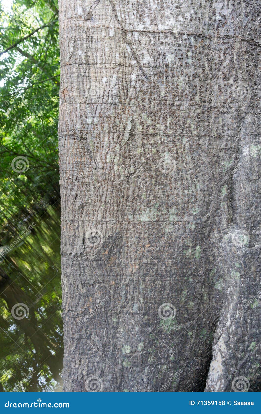 Ceiba Pentandra Tree Trunk in the Amazon Rainforest Stock Photo - Image ...