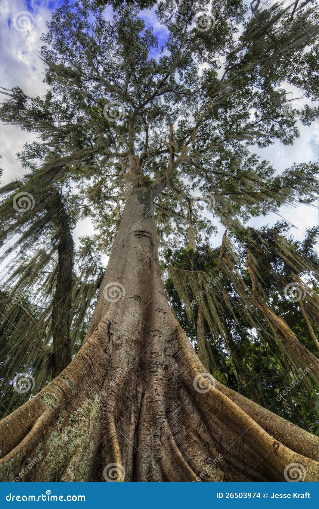 Ceiba Tree stock photo. Image of branch, outdoor, view - 26503974