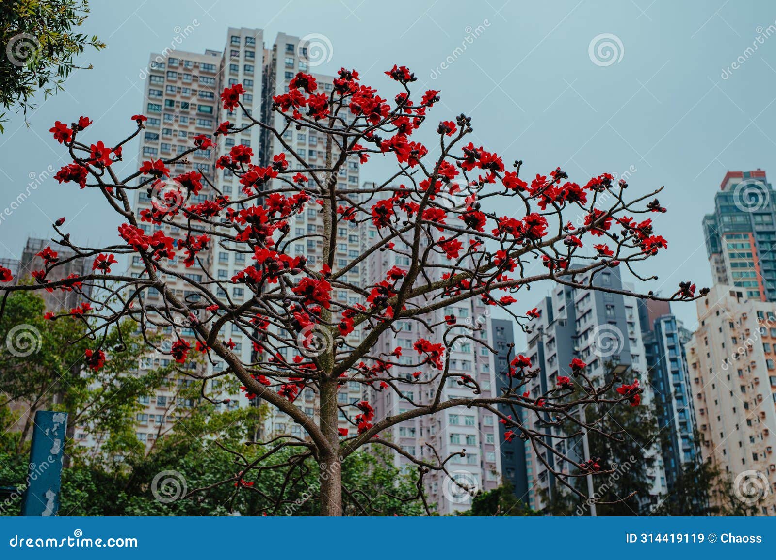 Ceiba Tree Blossom in Hong Kong in Spring Stock Image - Image of asian ...
