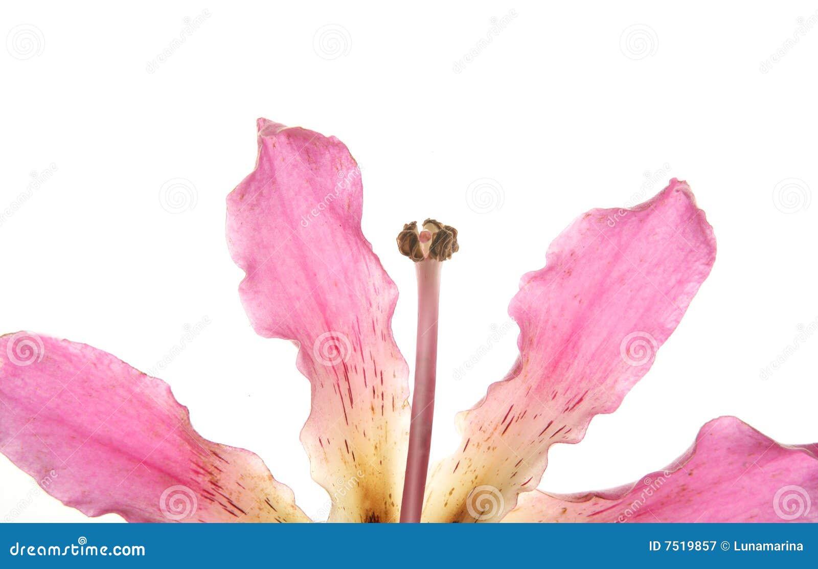 Ceiba Tree Color Flower, Isolated White Background Stock Image - Image ...