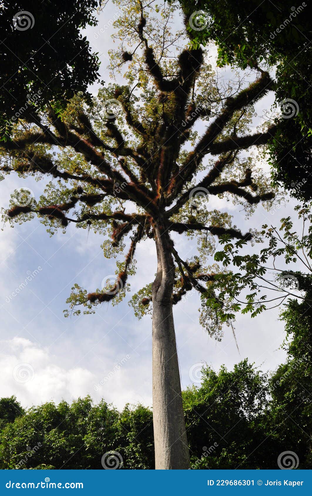 A Ceiba Tree at Tikal National Park, Guatemala Stock Image - Image of ...