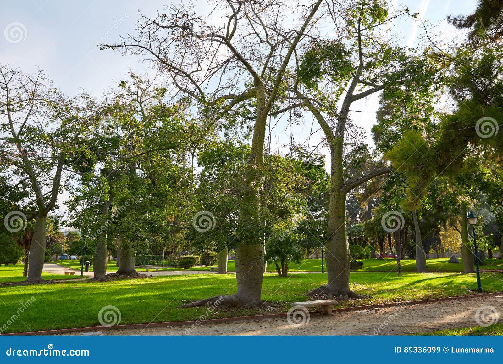 Valencia Ceiba Tree Flowers At Turia Park Royalty-Free Stock Photo ...