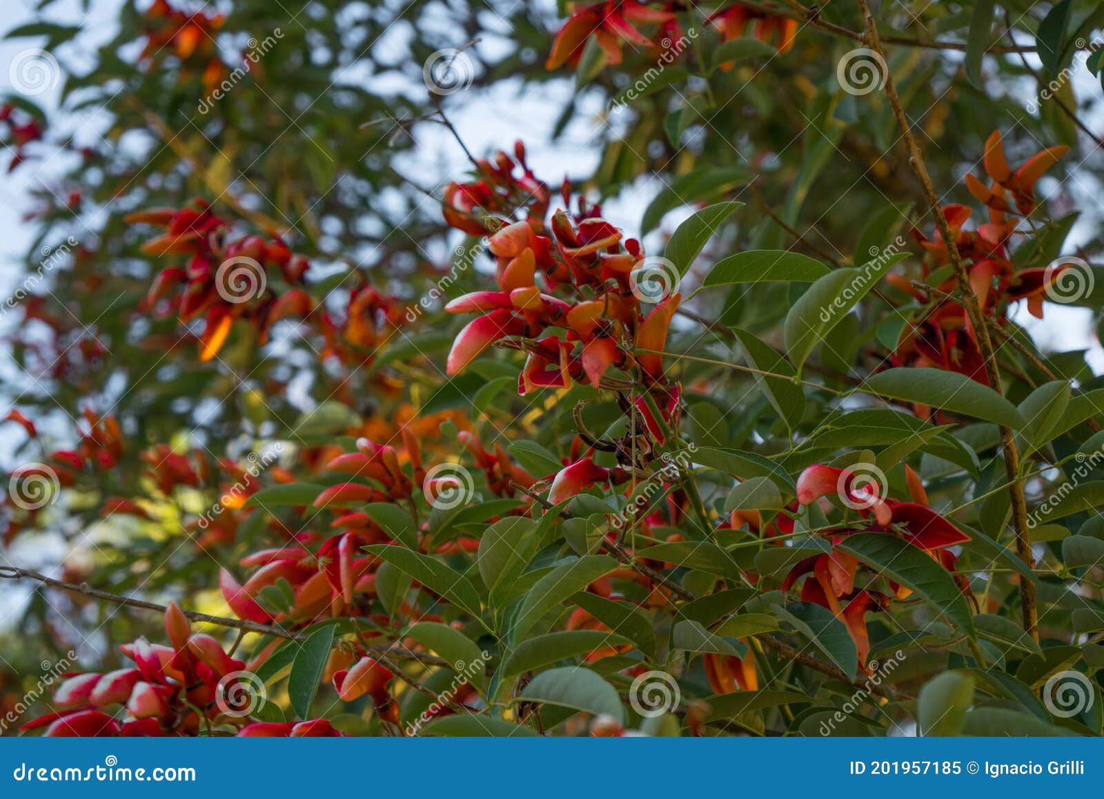 Ceibo Tree Stock Photo | CartoonDealer.com #44046192