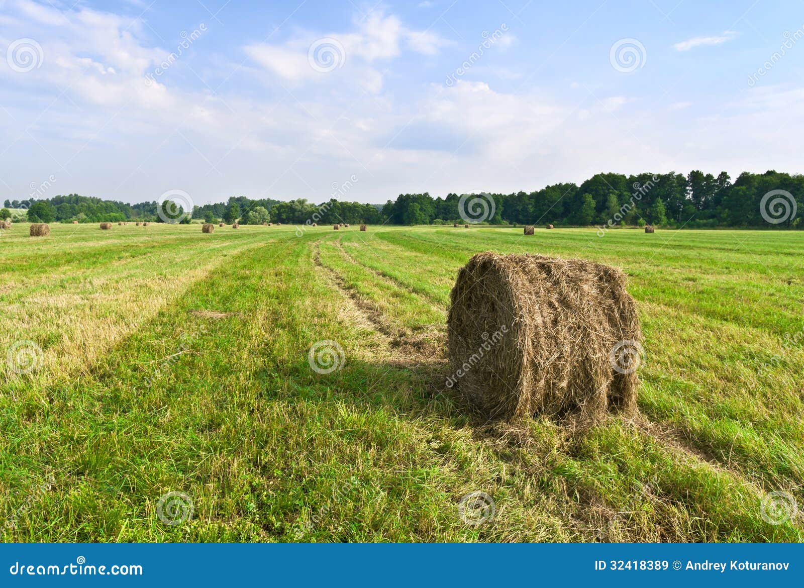 Ceifa imagem de stock. Imagem de exterior, aberto, flora - 32418389