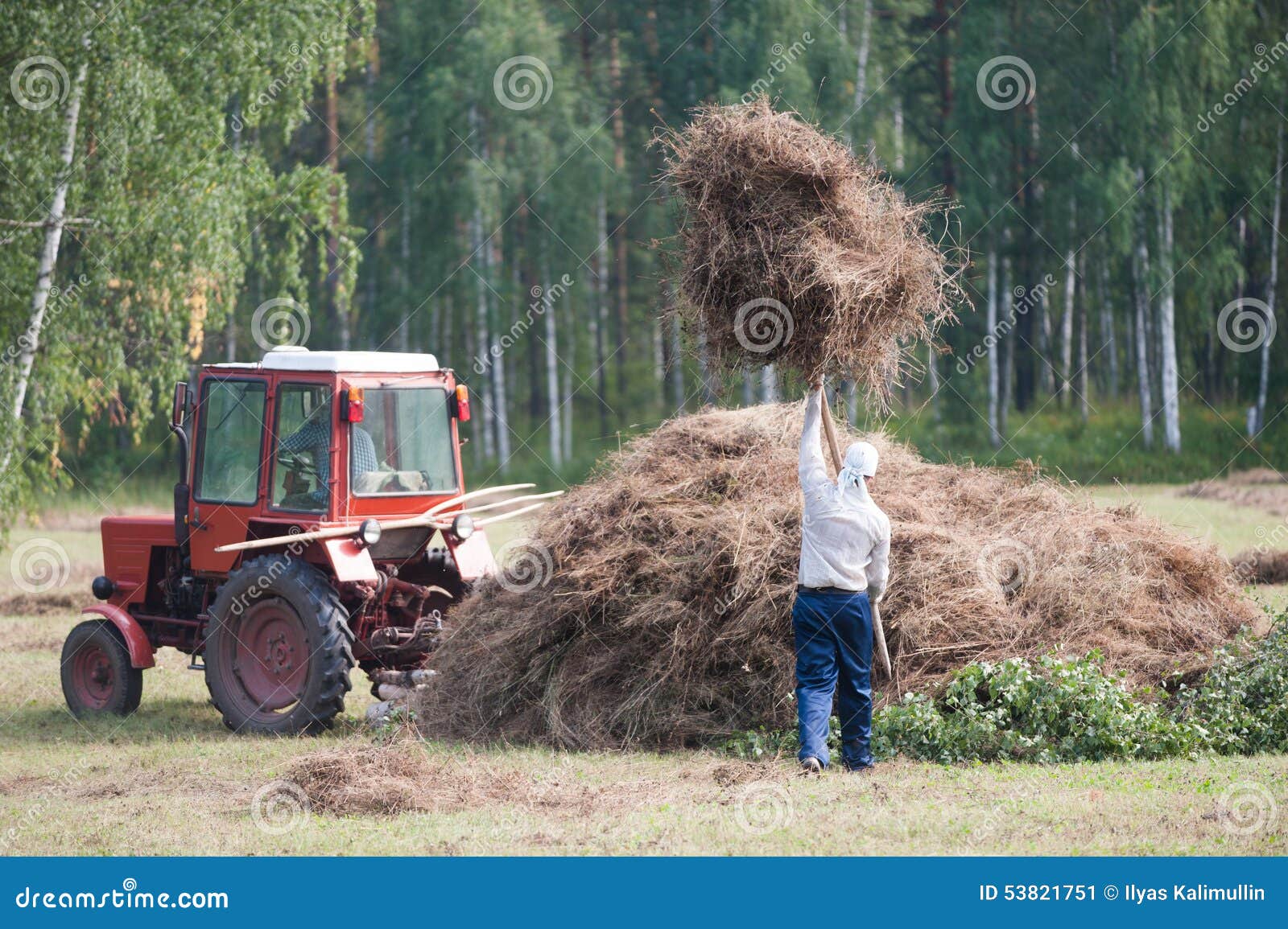 Ceifa dos homens foto editorial. Imagem de floresta, ceifa - 53821751