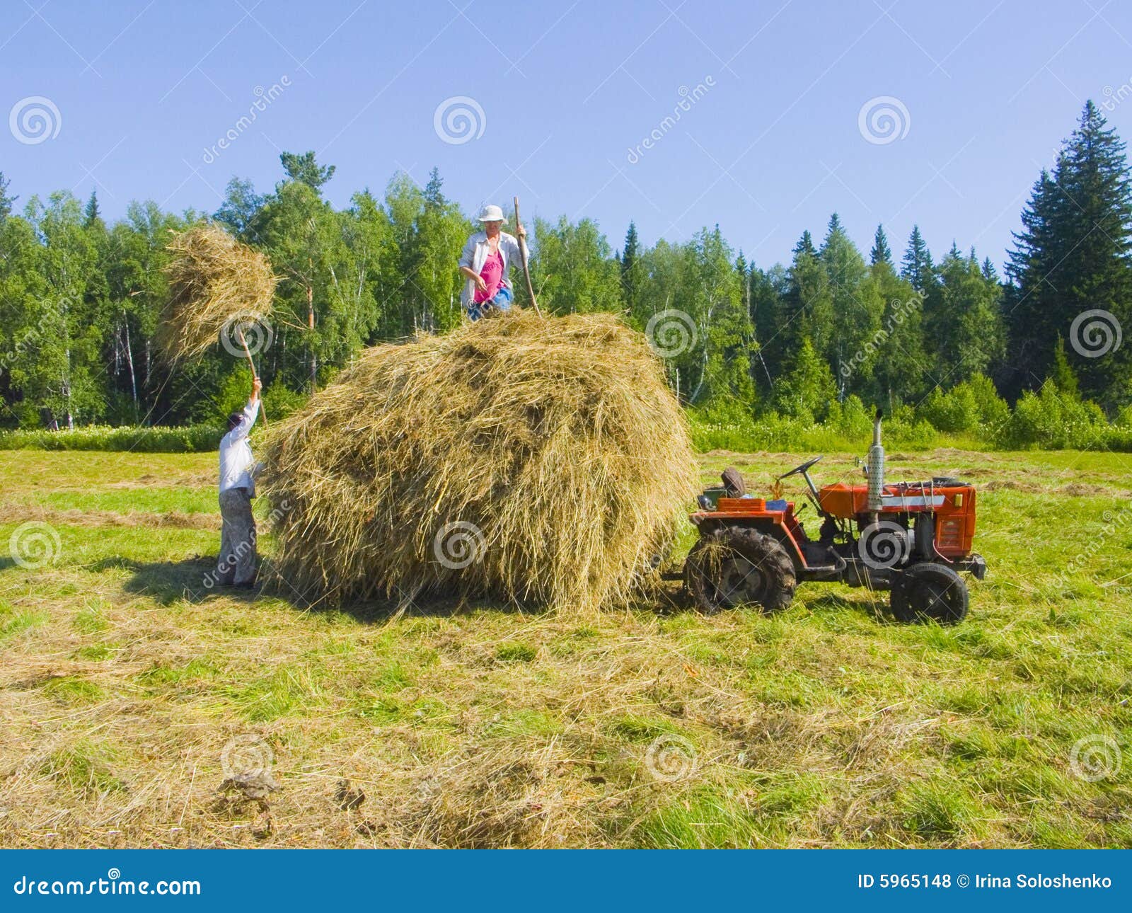 Ceifa em Sibéria 15 foto de stock. Imagem de grama, sibéria - 5965148