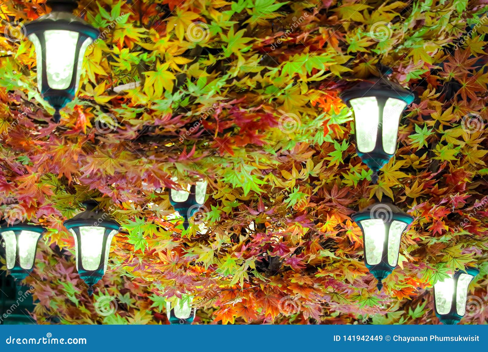 Ceiling Lights are Surrounded by Colorful Leaves Decorated in the ...