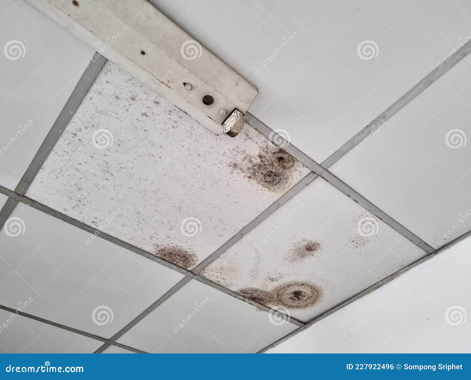 The Ceiling is Moldy Wall Panels Stock Photo - Image of dirt, ceiling ...