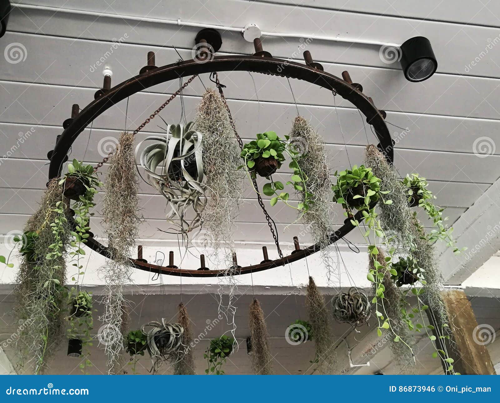 CEILING NATURE in HOME stock photo. Image of nature, fresh - 86873946