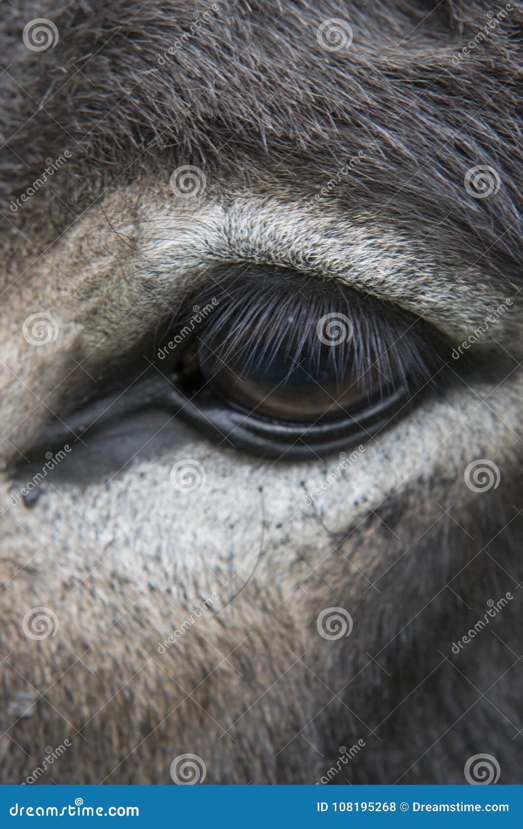 Cejas De Un Primer Blanco Del Ojo Del Burro Foto de archivo - Imagen de ...