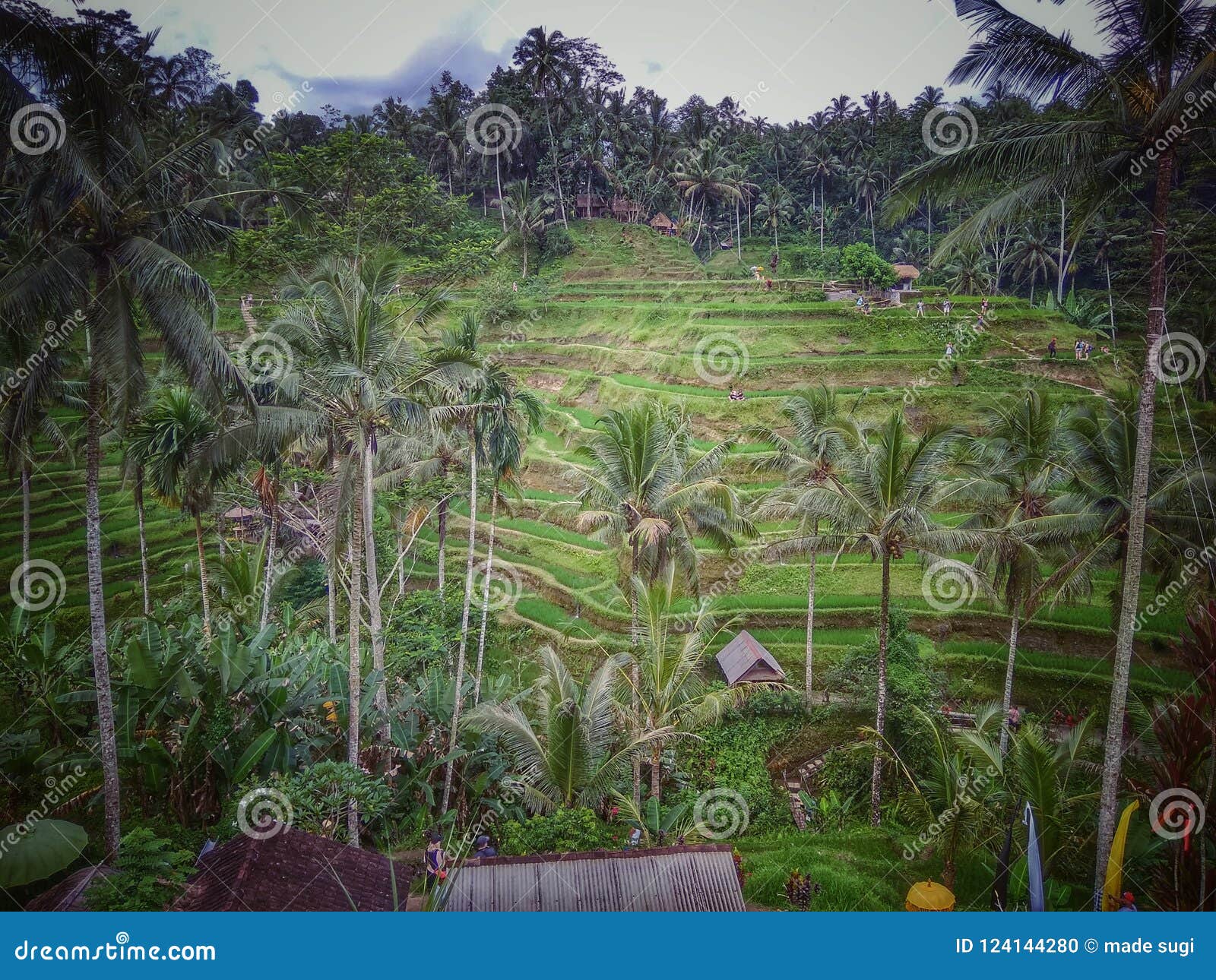 Ceking rice terrace ubud stock photo. Image of bali - 124144280