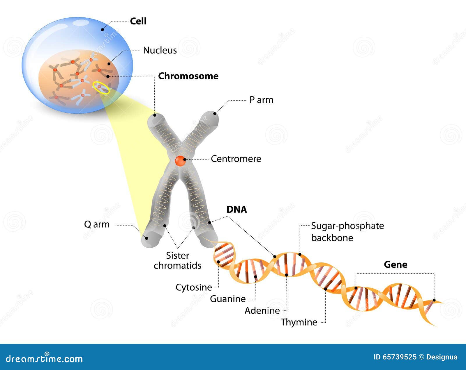 Cel, Chromosoom, DNA En Gen Vector Illustratie - Illustration of ...